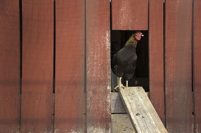 8 Things You Should Know About Your Chicken Coop Ramp