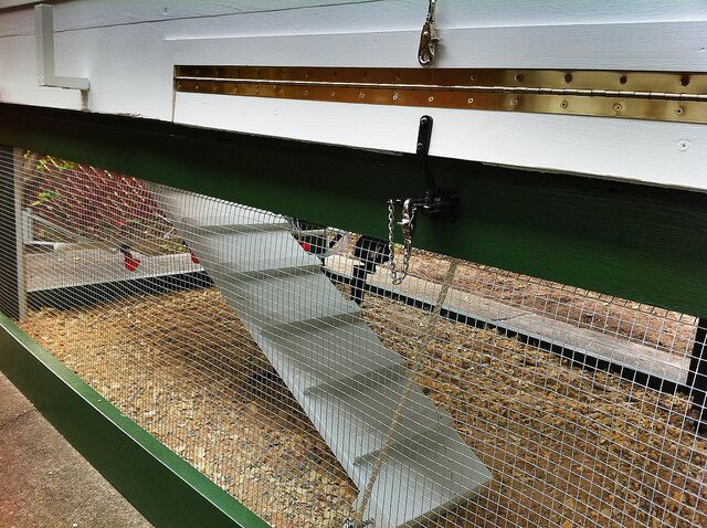 8 Things You Should Know About Your Chicken Coop Ramp