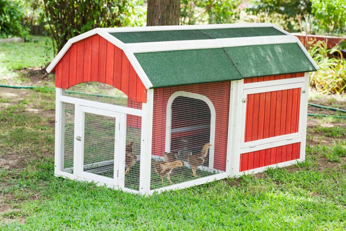 Insulated Chicken Coop: 4 Ways to Insulate Your Chicken Coop for ...