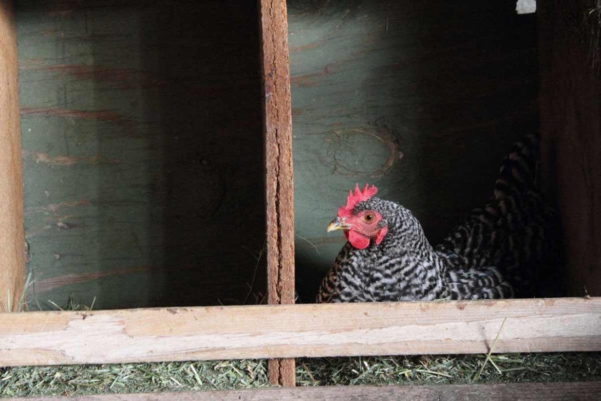 Chicken Nesting Box Dimensions: How Big Should a Chicken Nesting Box Be?