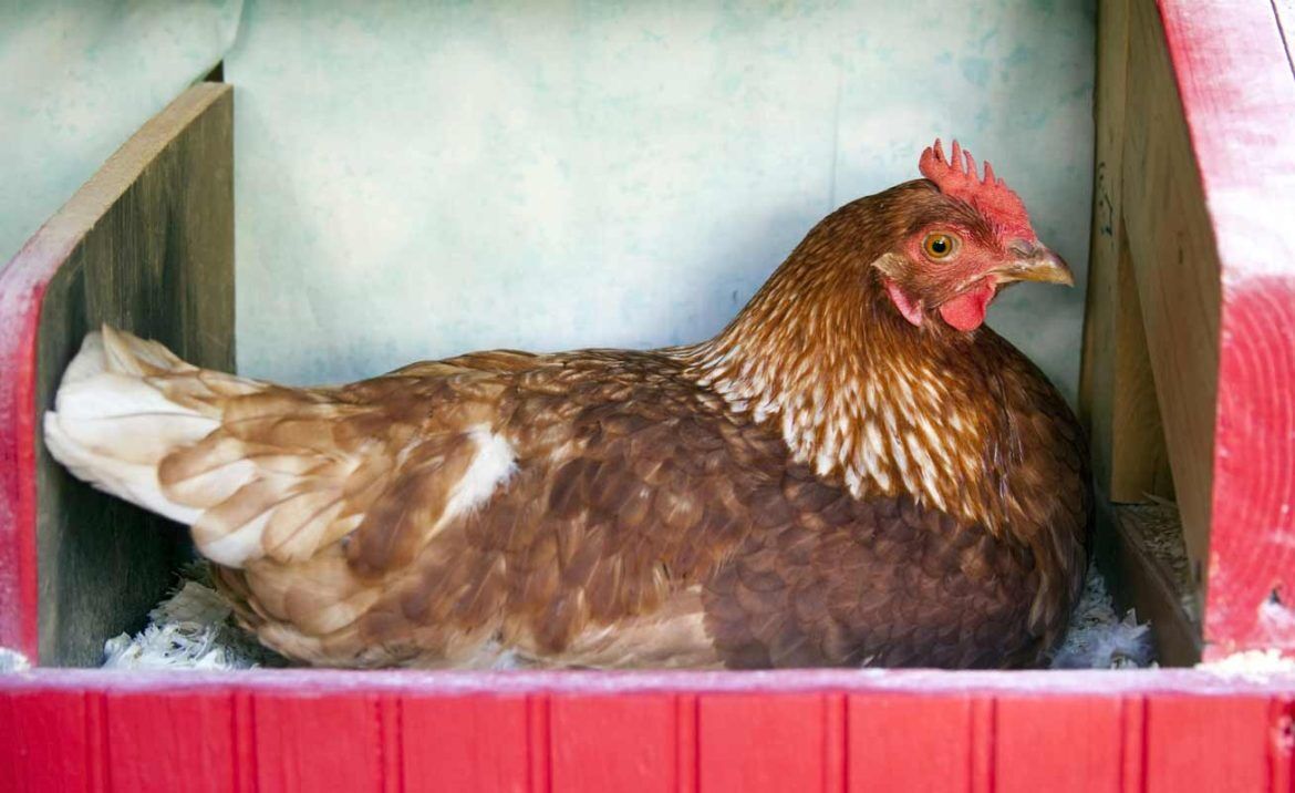 Chicken Nesting Box Dimensions: How Big Should a Chicken Nesting Box Be?