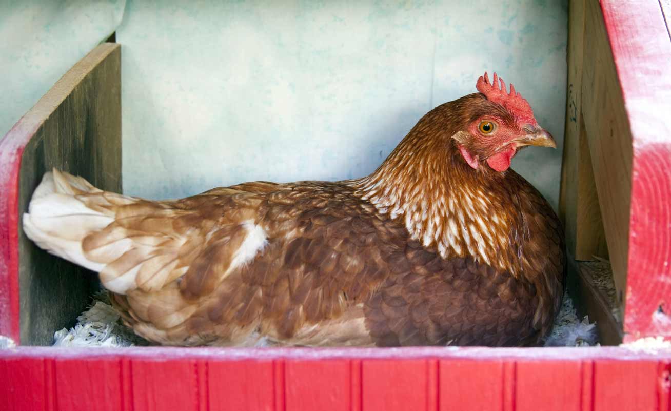 Chicken Nesting Box Dimensions: How Big Should a Chicken Nesting Box Be?